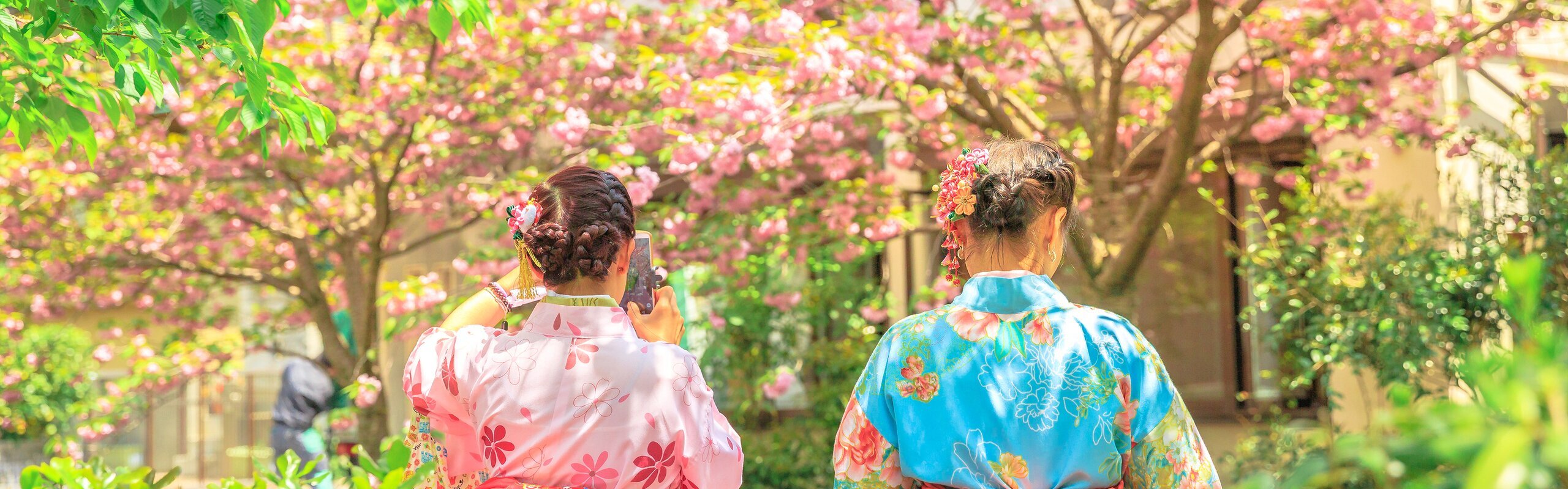 Japan Cherry Blossom Festivals: How to Enjoy & Where to Go
