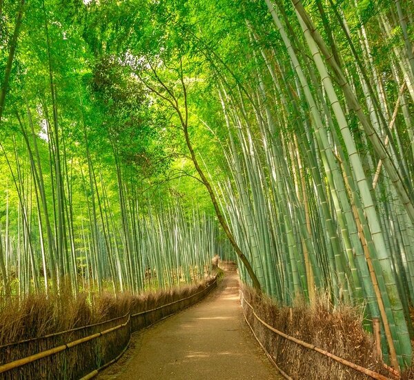 Japan Weather in June 2025: Coolest Summer Month, Travel Tips