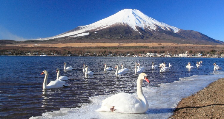 Japan Weather in January 2026: Travel Tips for First-Timers