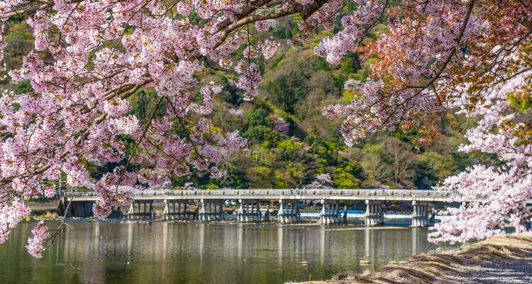 2-Week Japan Spring Family Tour: Blossoms and Festivals