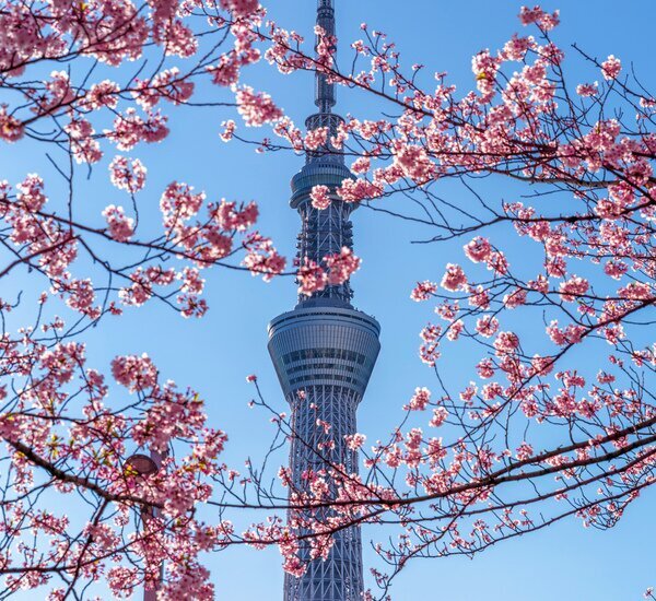 Tokyo Weather in March 2026: Cherry Blossom Starts, &Travel Tips