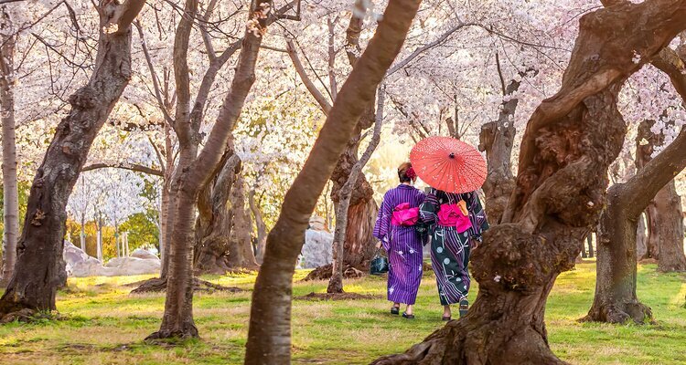 Tokyo Weather in April 2026 - Travel Tips for Cherry Blossom Season