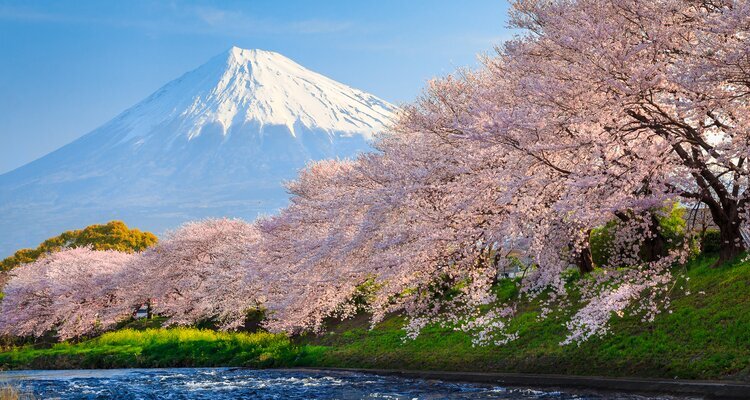 Tokyo Weather in April 2026 - Travel Tips for Cherry Blossom Season