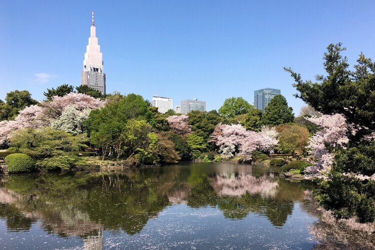 Tokyo Weather in April 2026: Top Things, Clothing, & Travel Tips