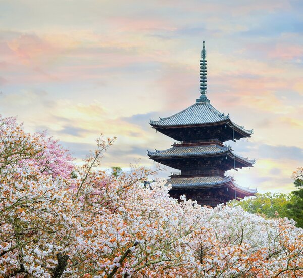 Kyoto in April 2026: Weather, Cherry Blossoms, and Top Experiences