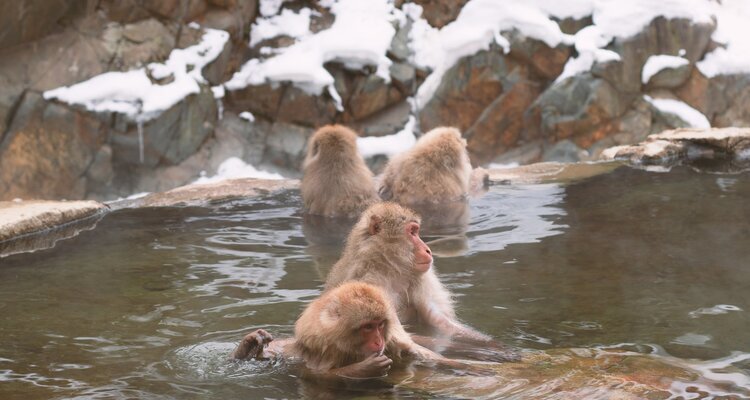 Japan in Winter 2026/2027: Top Places, Weather, and Travel Tips