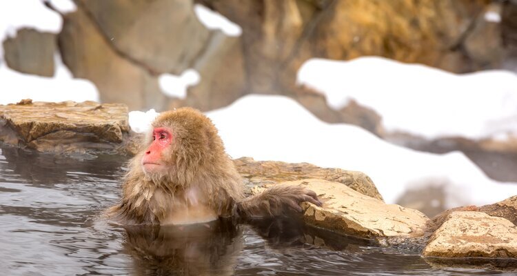Where to See Snow Monkeys in Japan: 2 Major Places and Tips