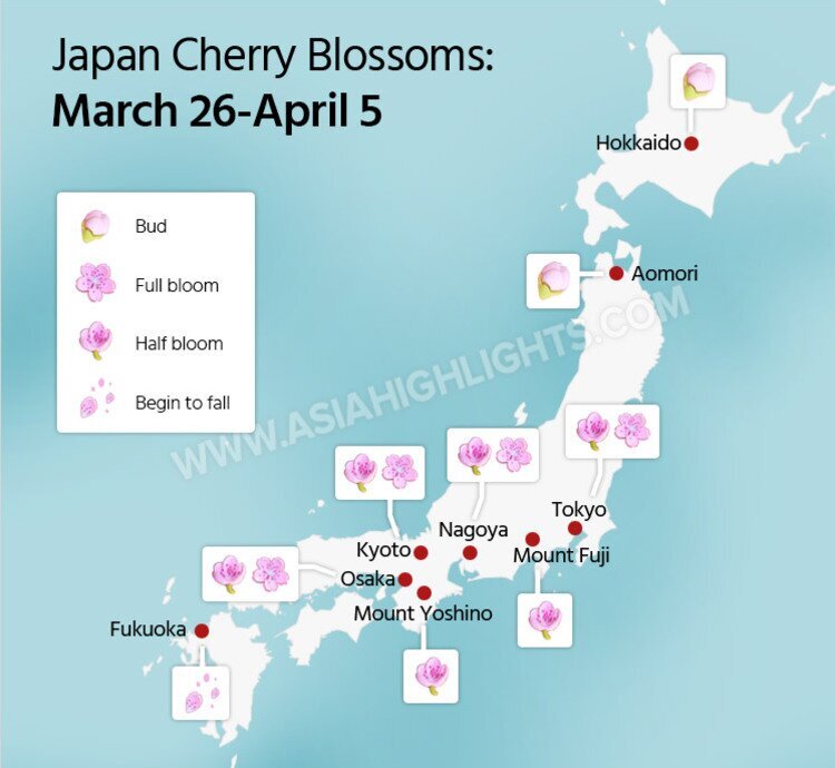 Japan's Cherry Blossoms 2025/2026 - Plan for the Full Bloom Now