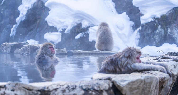 Where to See Snow Monkeys in Japan: 2 Major Places and Tips