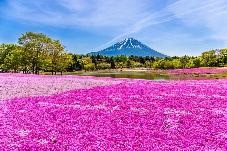 Visit Japan in Spring 2027: Cherry Blossoms, Hidden Gems & Travel Tips