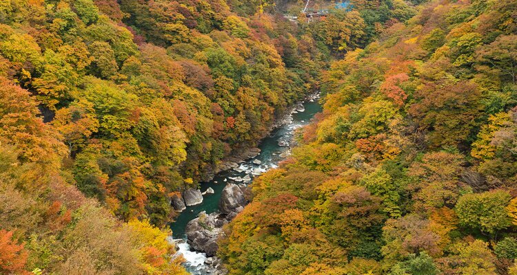 Nikko Fall Foliage 2025: When and Where to See