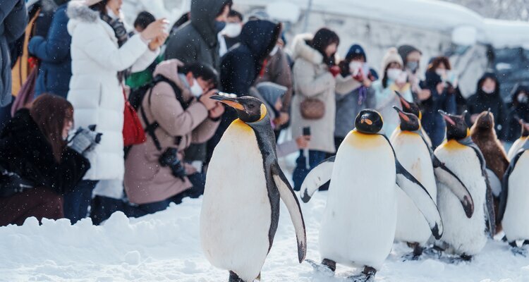 Hokkaido Weather in March 2026: Enjoy Late-Season Skiing