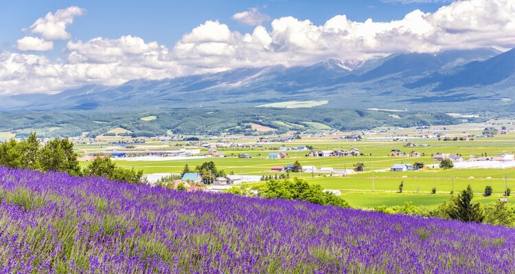 Hokkaido Weather in August 2026: Japan's Coolest Summer Escape