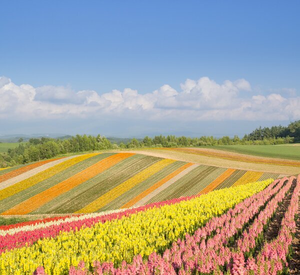 Hokkaido Weather in August 2026: Japan's Coolest Summer Escape