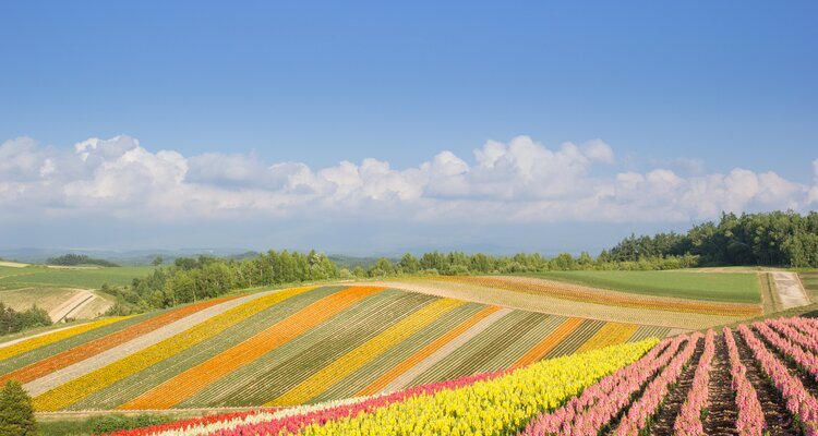 Japan Weather in July 2025: Full of Festivals, Travel Tips