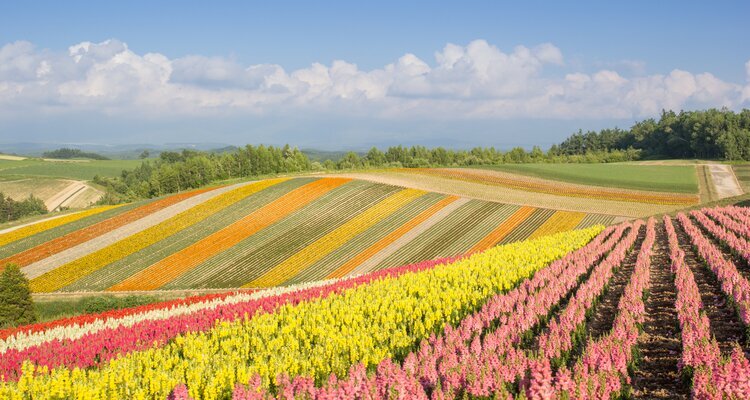Japan Weather in August 2026: Travel Tips for the Hottest Month