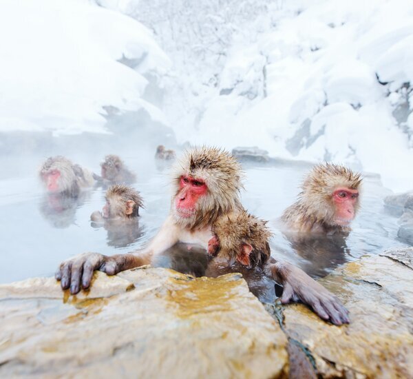 Tokyo vs Osaka:8 Main Travel Differences | Asia Highlights