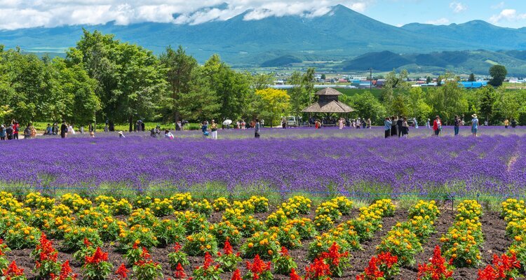 Hokkaido Weather in August 2026: Japan's Coolest Summer Escape