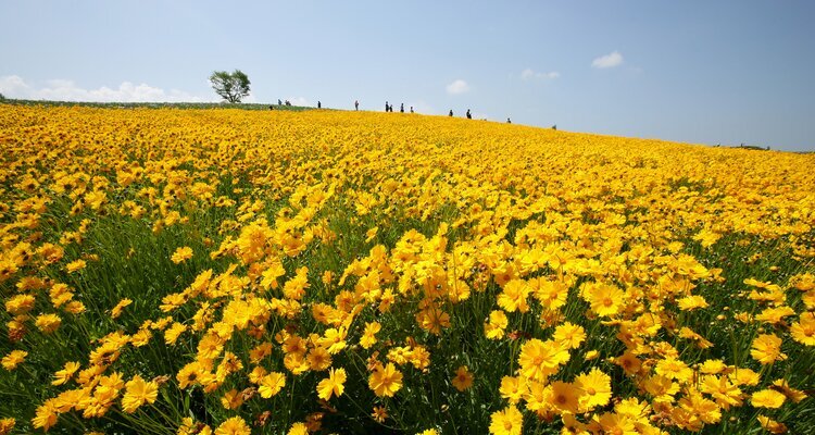 Hokkaido Weather in August 2026: Japan's Coolest Summer Escape