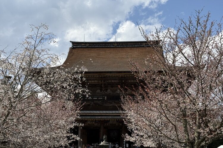 Cherry Blossoms in Mount Yoshino 2026: How to Plan a Day Trip