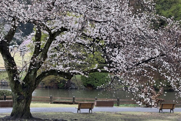 Tokyo Weather in April 2026: Top Things, Clothing, & Travel Tips