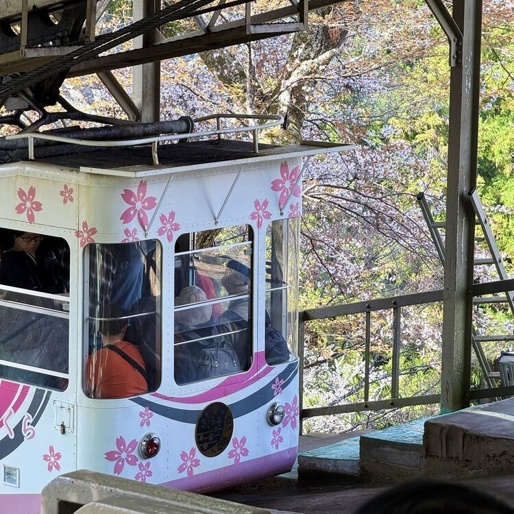 Cherry Blossoms in Mount Yoshino 2026: How to Plan a Day Trip
