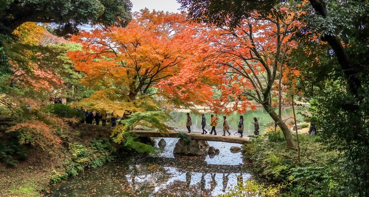Autumn In Tokyo 2026 When And Where To See With Itinerary