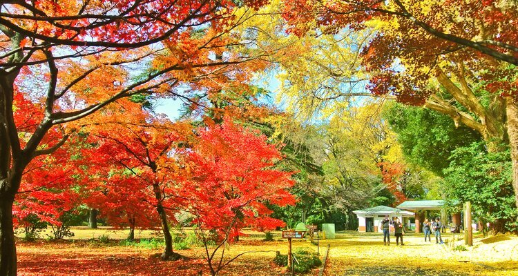 Japan Weather in November 2025: Plan Now for Peak Autumn Colors