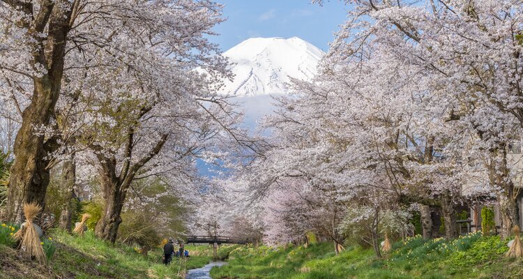 Tokyo Weather in April 2026: Top Things, Clothing, & Travel Tips
