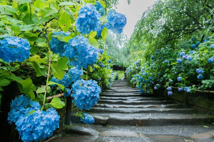 Tokyo Weather in June 2026: Enjoy the Coolest Summer Month