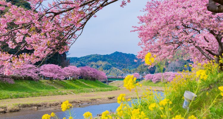 11-Day Japan Early Spring Tour: Blossoms & Coastal Bliss