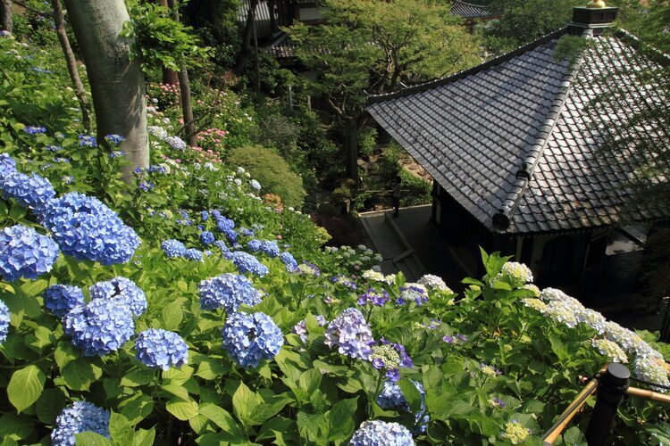 Tokyo Weather in June 2026: Enjoy the Coolest Summer Month