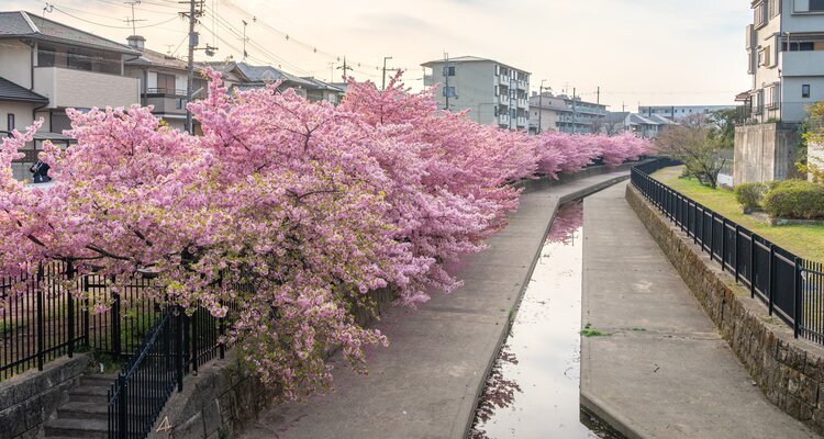 11-Day Japan Early Spring Tour: Blossoms & Coastal Bliss