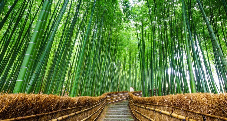 Kyoto Weather in May: Top Things to Do and Travel Tips